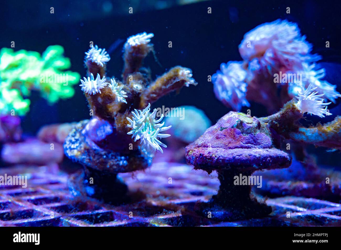 Cultivation of different corals on underwater coral farm, growing ...