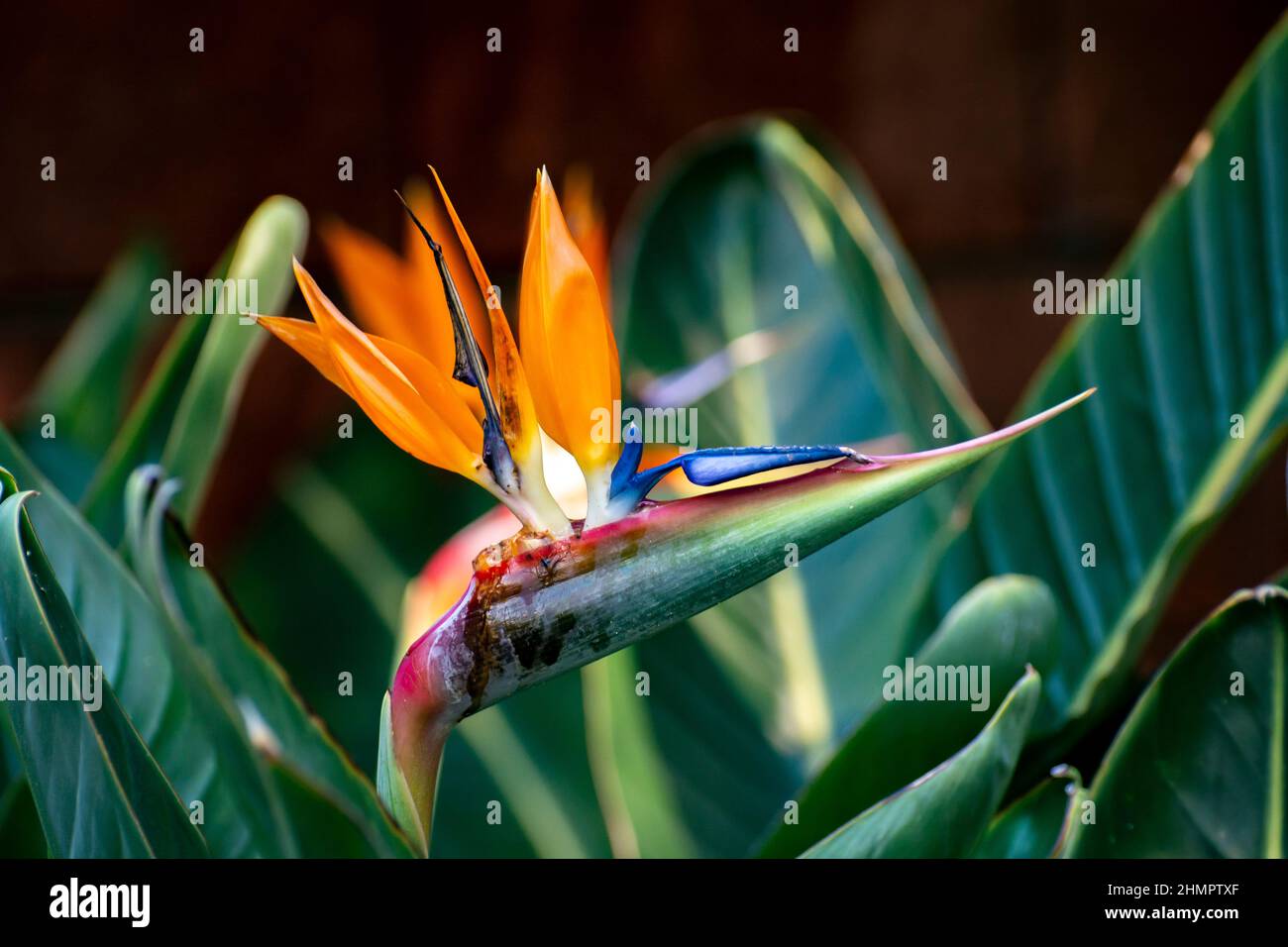 Blossom of Strelitzia reginae, colorful bird of paradise flowers in ...