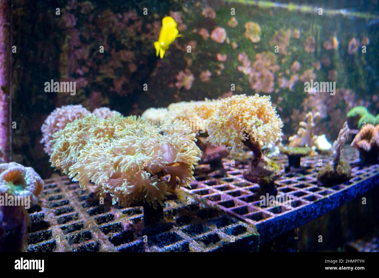 Cultivation of different corals on underwater coral farm, growing ...
