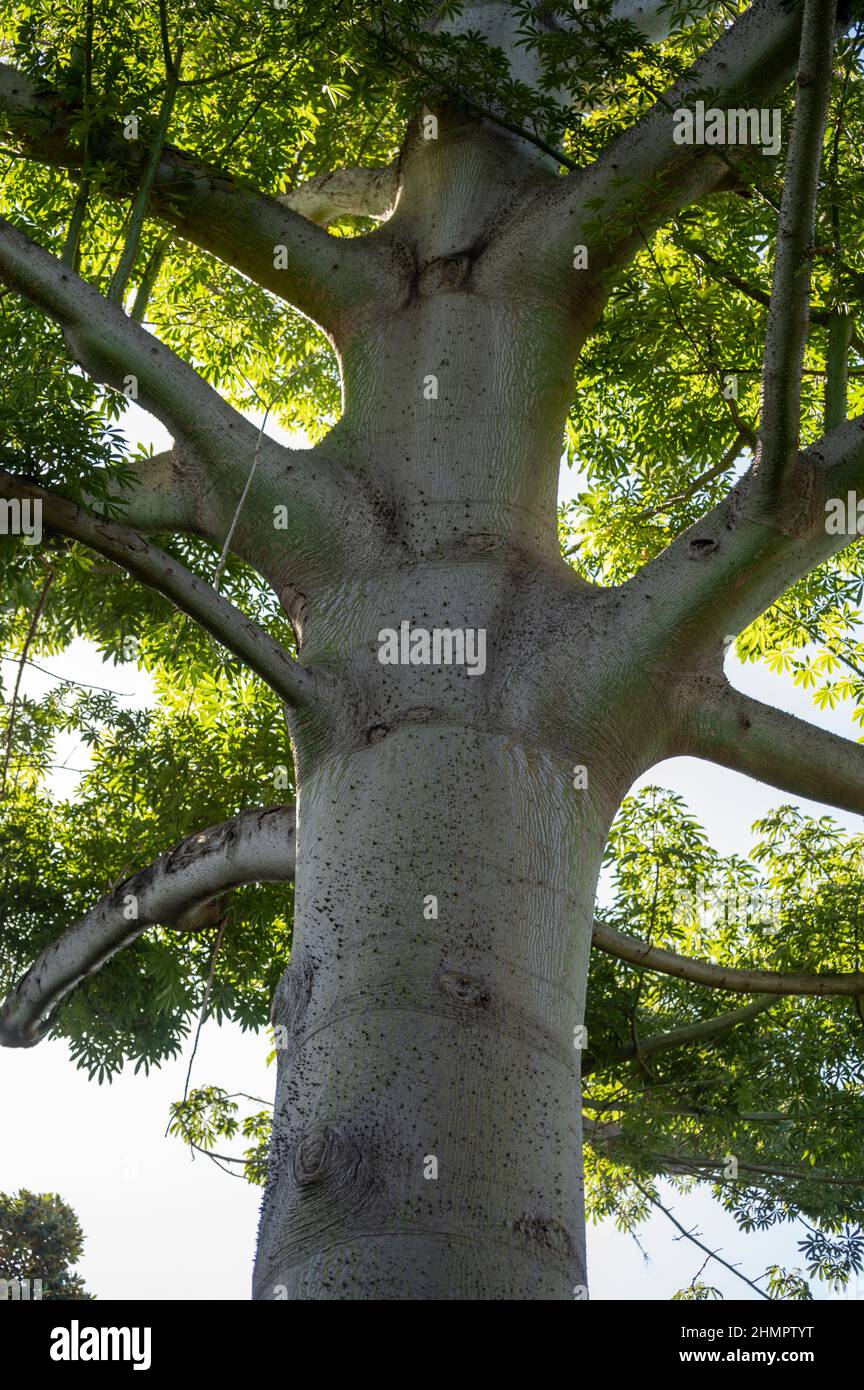 Huge tree ceiba pentanrda, national tree of Guatemala, kapok tree ...