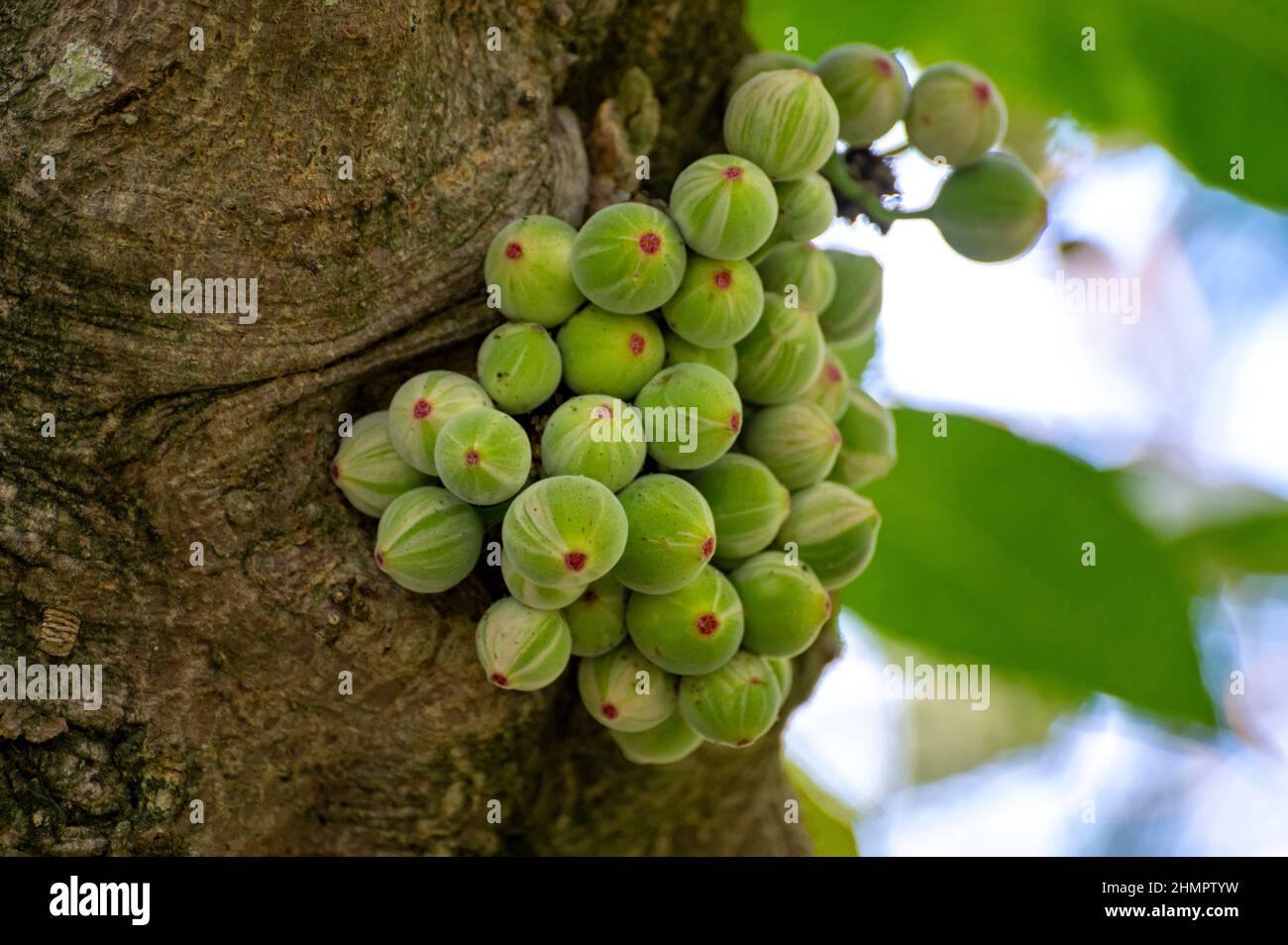 Fruits and leaves of tropical mosaic fig tree ficus aspera in botalical ...