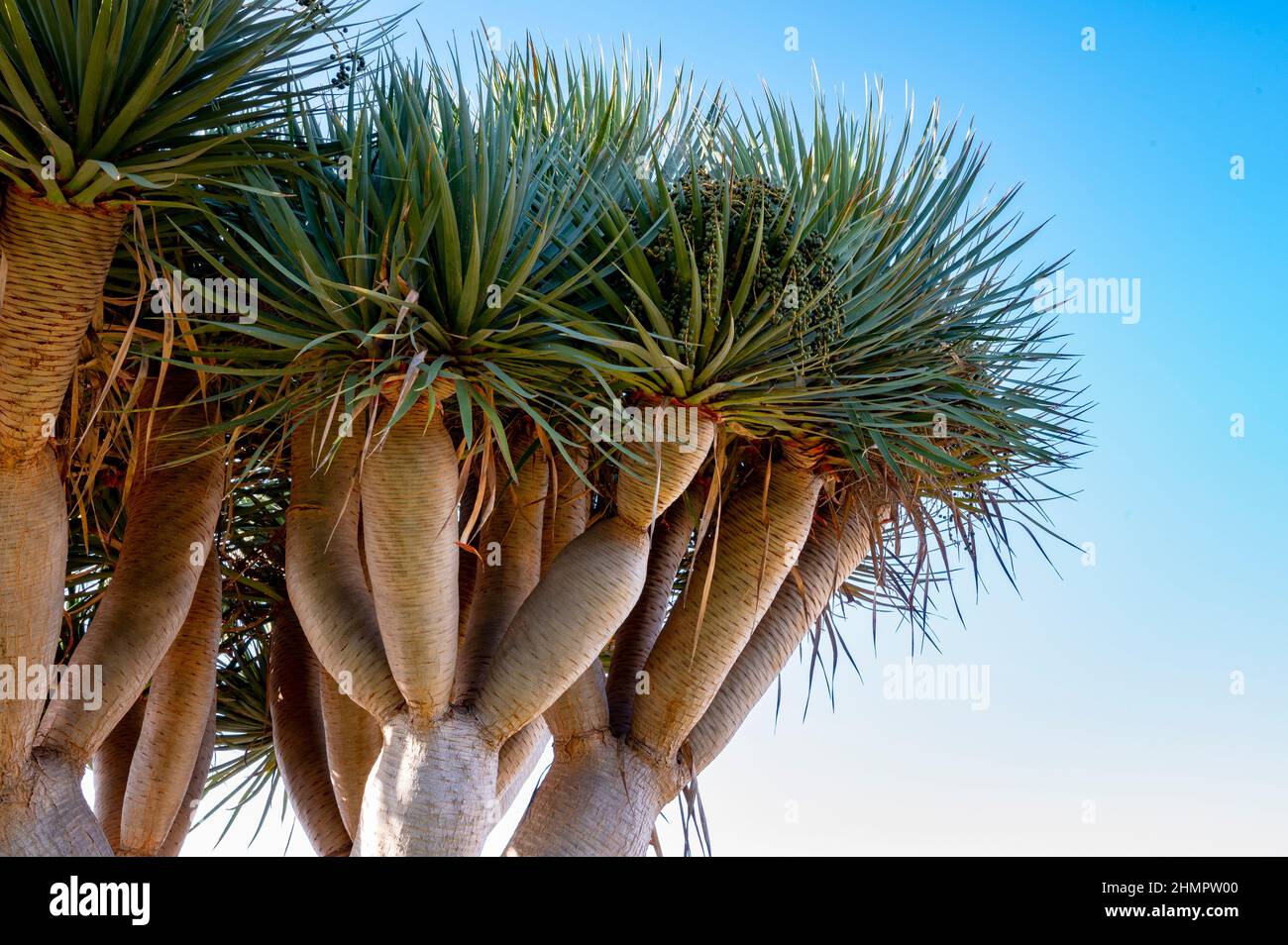 Dragon shaped tree hi-res stock photography and images - Alamy