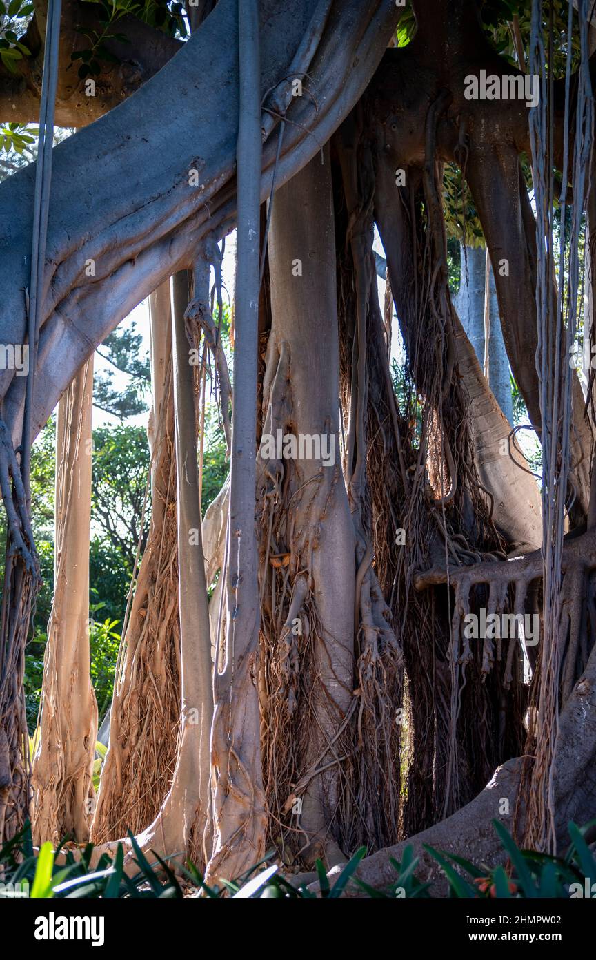 Giant ficus tree with hanging air roots in botanical garden on Tenerife ...