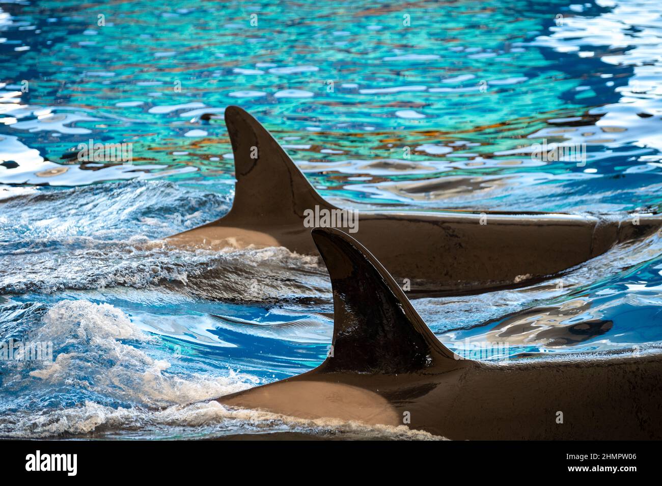 Trained big black and white orcas whales perform in blue pool in front ...