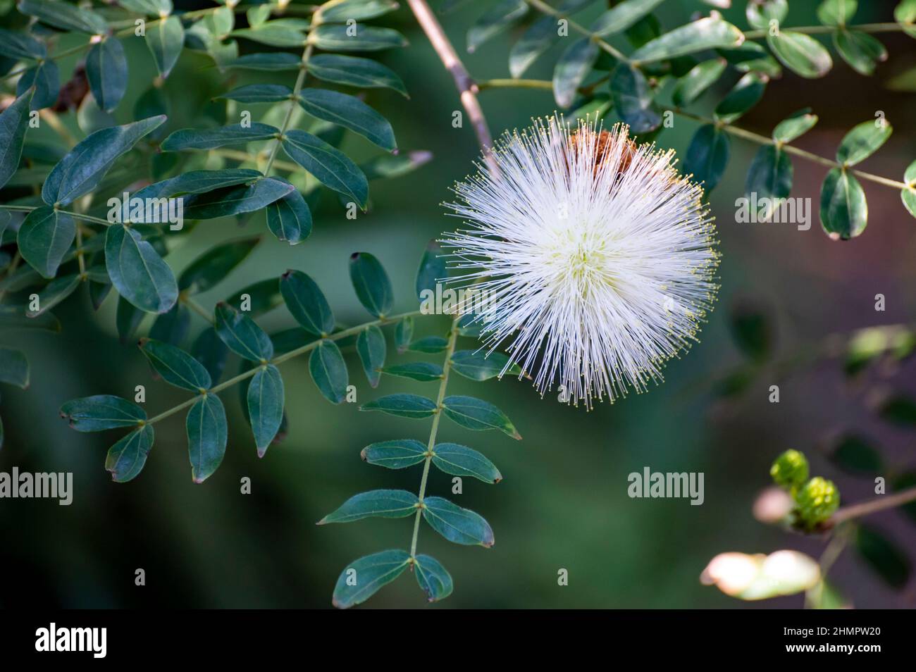 Blossom of white powderpuff exotic plant calliandra haematocephala from ...