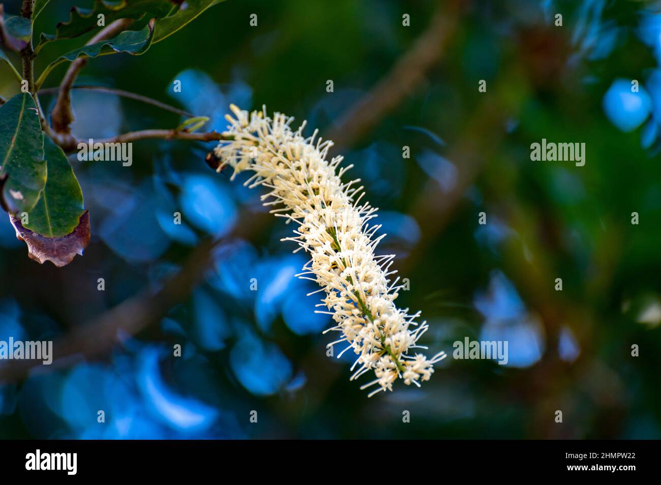 Hard green Australian macadamia nuts and white flowers hanging on ...