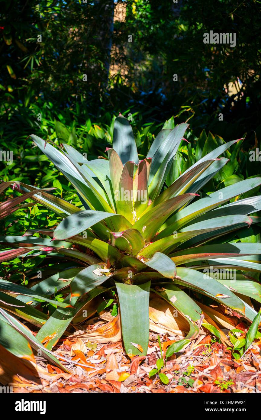 Giant tropical plant vriesea fosteriana after blossom close up Stock ...