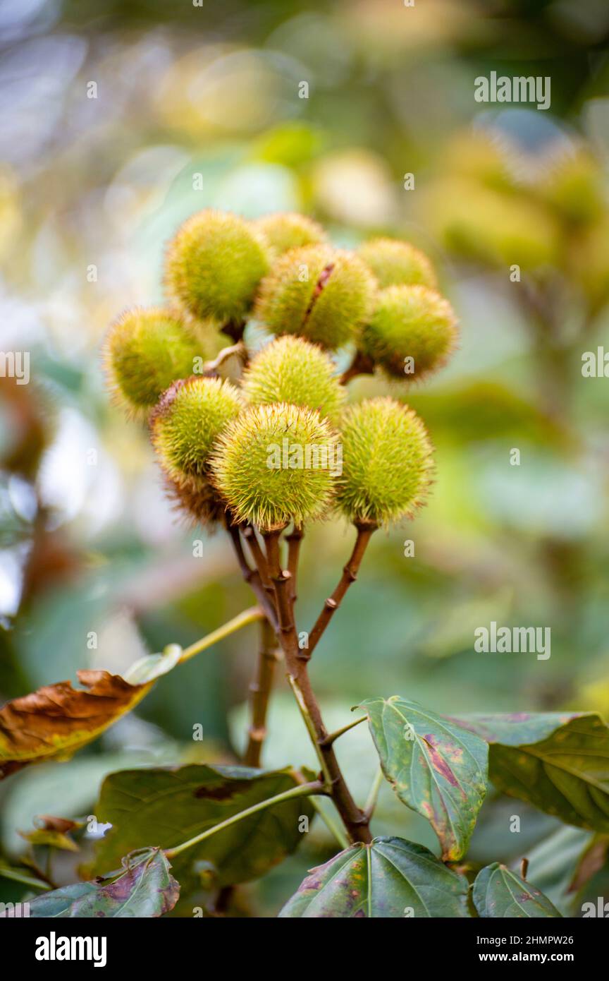 Bixa orellana or achiote plant, source of annato, natural orange-red ...