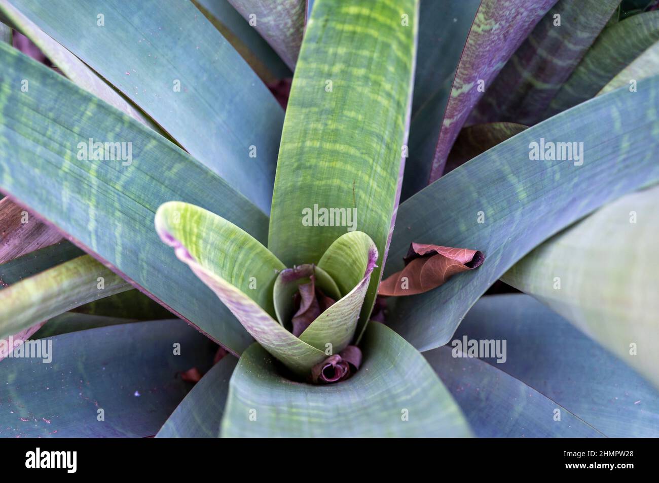 Giant tropical plant vriesea fosteriana after blossom close up Stock ...