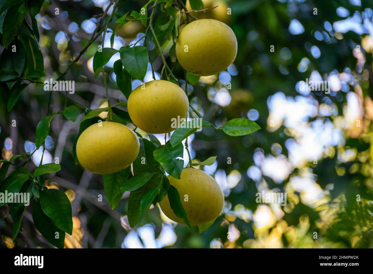 Green pomelo hanging on tree branch hi-res stock photography and images ...