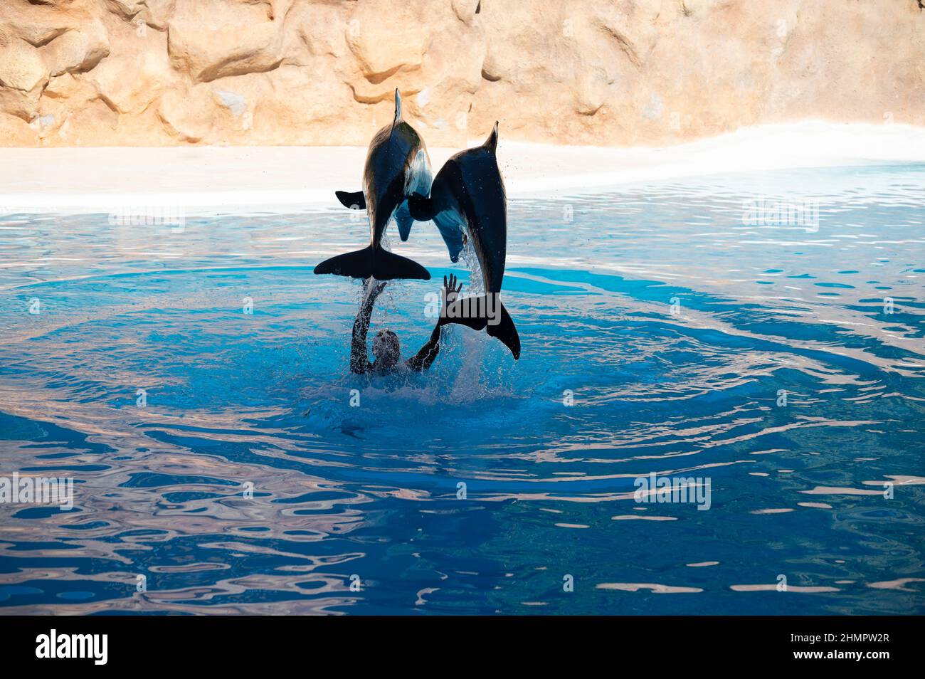Trained sea animals dolphins perform in blue pool in front of tourists ...