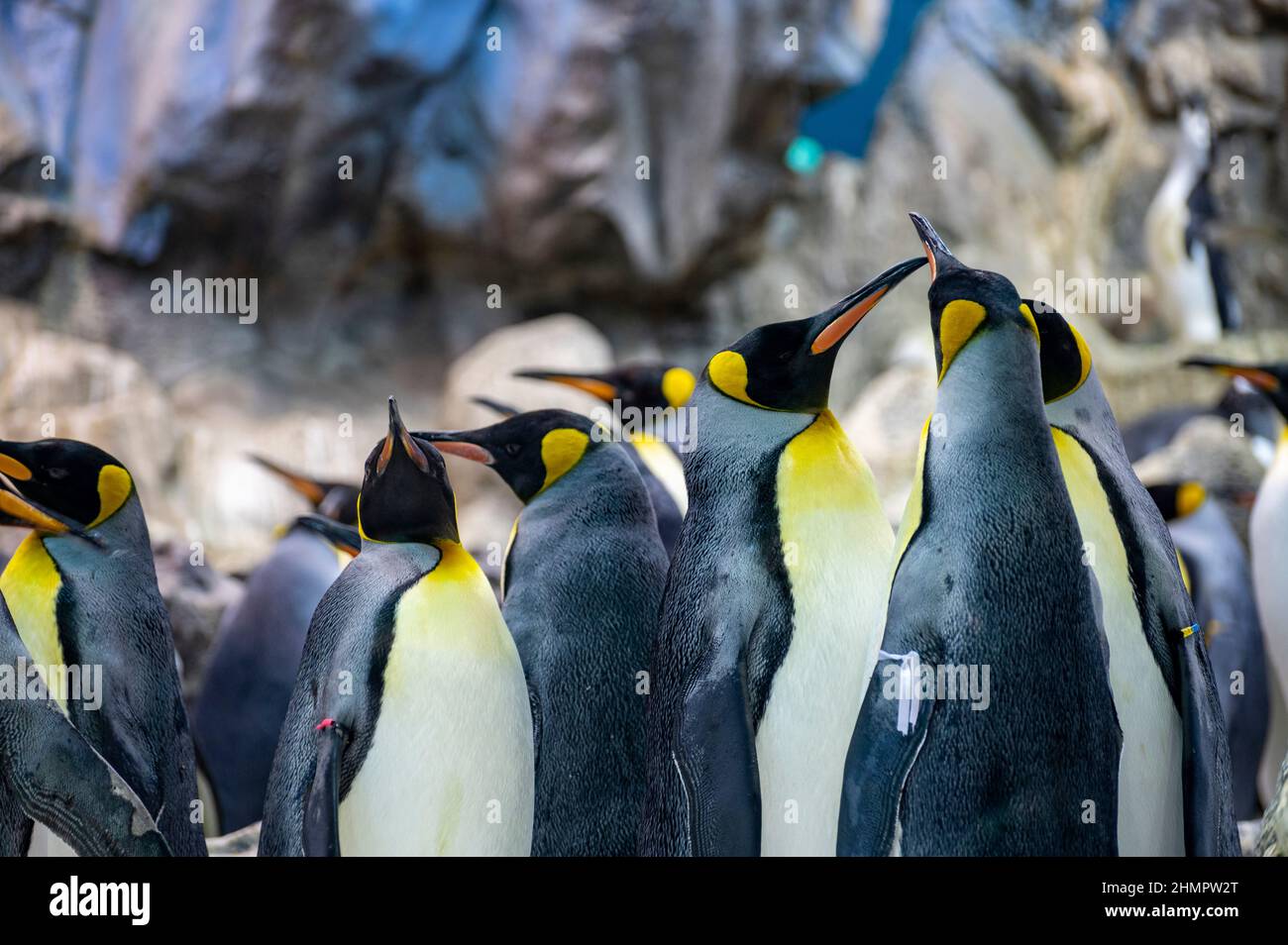 Colony of gentoo and emperor penguins sea birds in zoo Stock Photo - Alamy