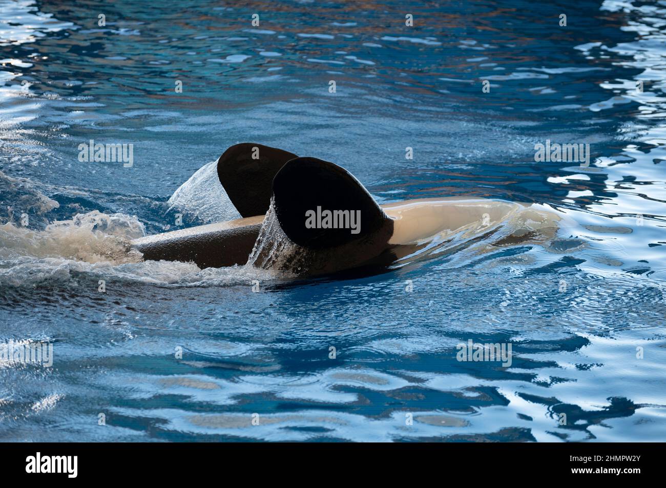 Trained big black and white orcas whales perform in blue pool in front ...