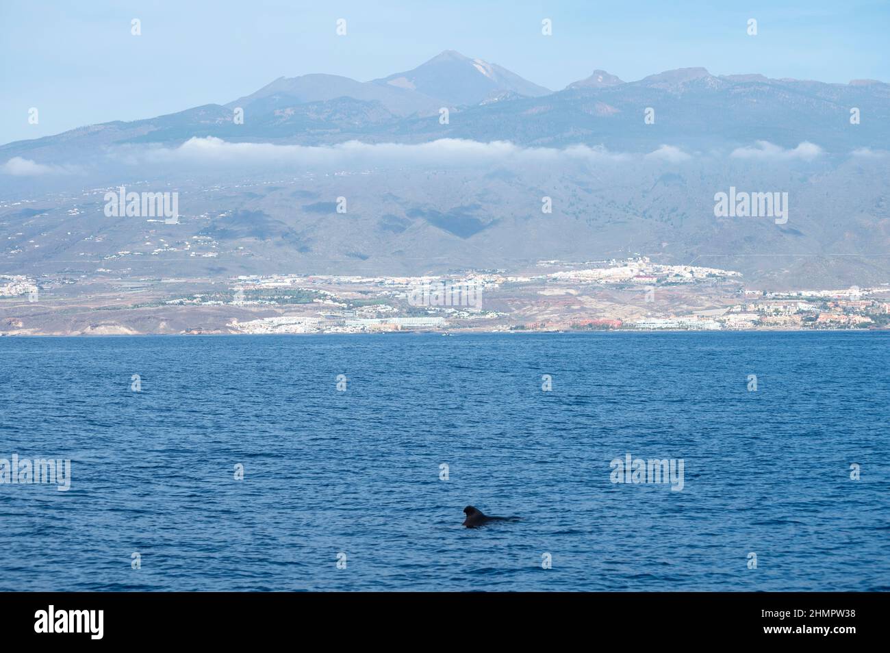 Whales watching from boat, spotted family of whales near coast of ...