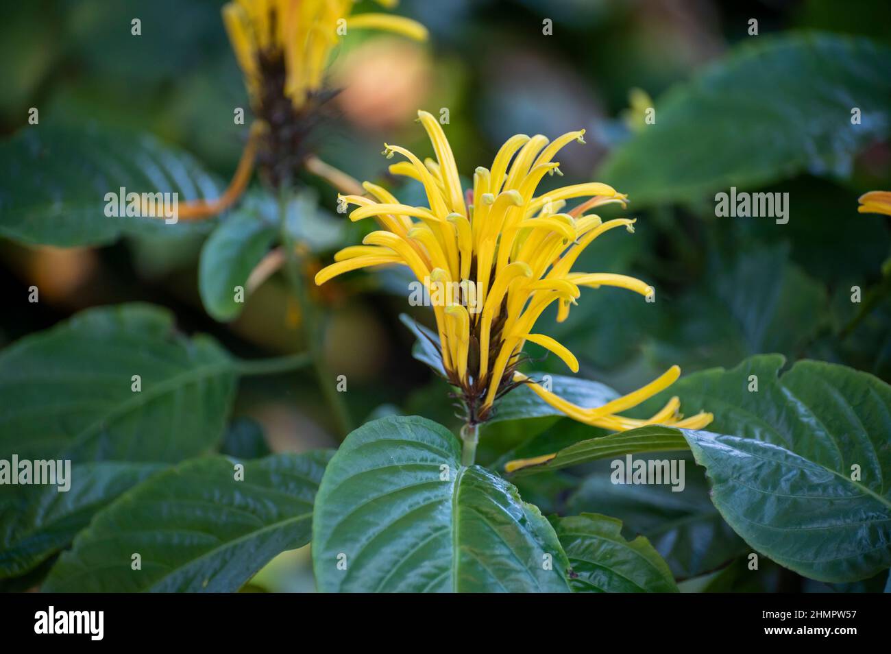 Blossom of yellow jacobinia tropical plant Justicia aurea from Central ...