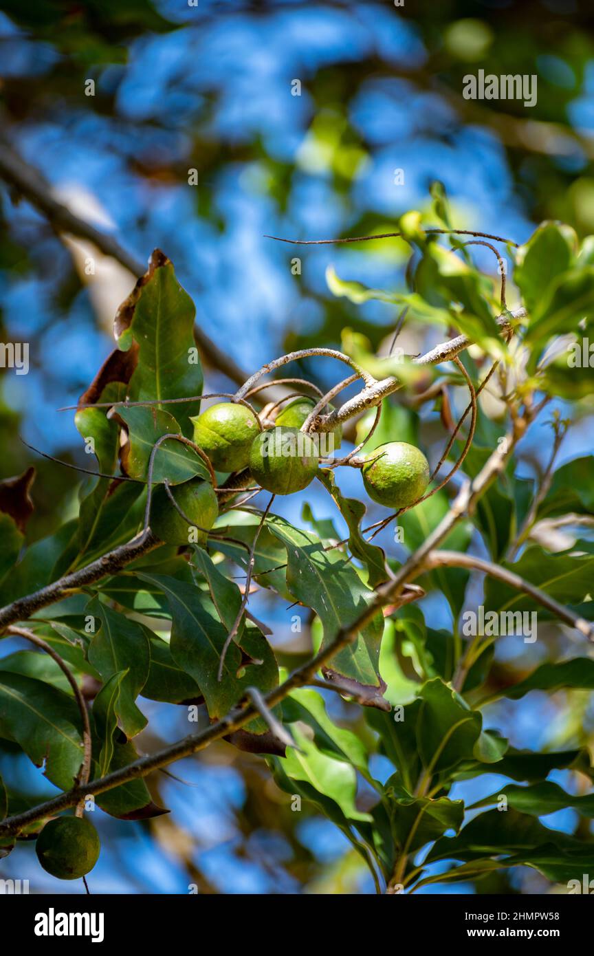 Hard green Australian macadamia nuts hanging on branches on big tree on plantation Stock Photo ...