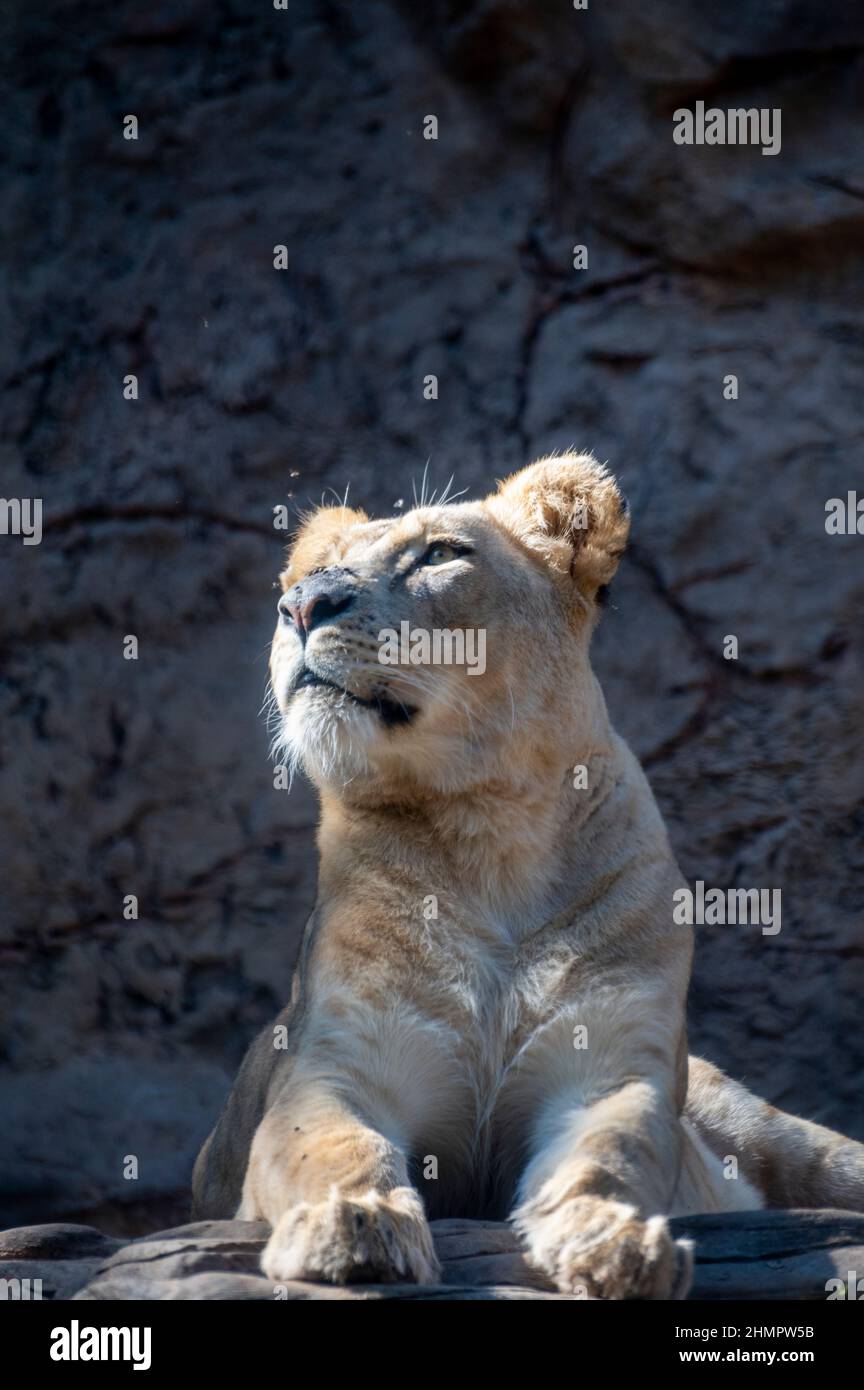 Adult female lioness resting on sunlights after dinner close up Stock ...