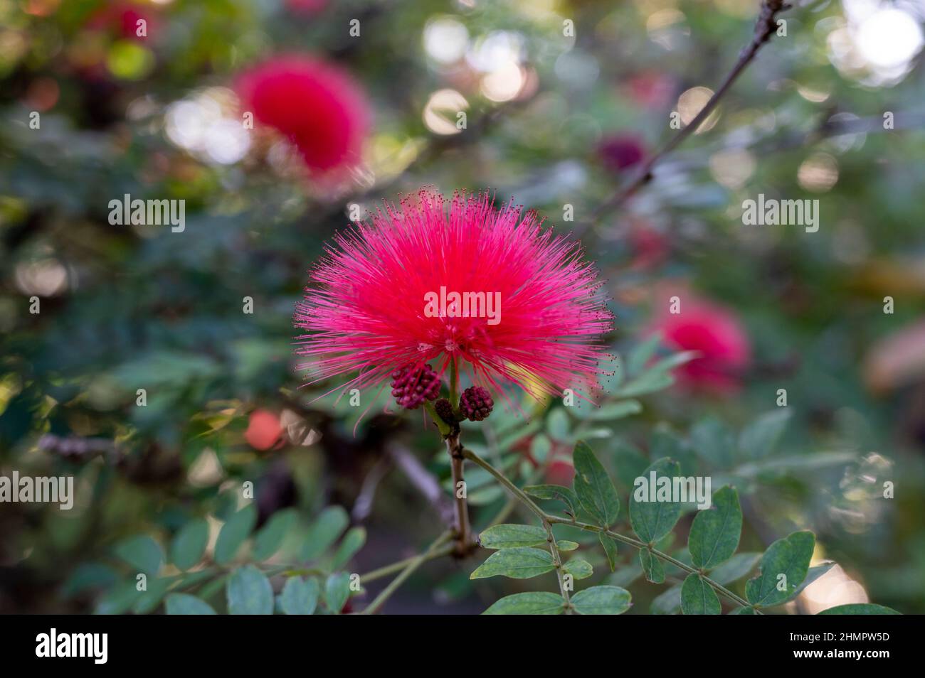 Blossom of red powderpuff exotic plant calliandra haematocephala from ...