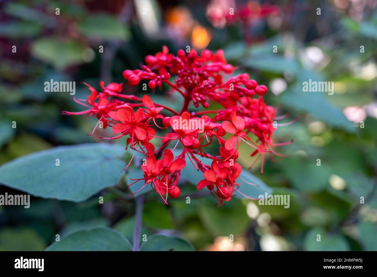 Blossom of red clerodendrum buchananii flowers in botalical garden ...