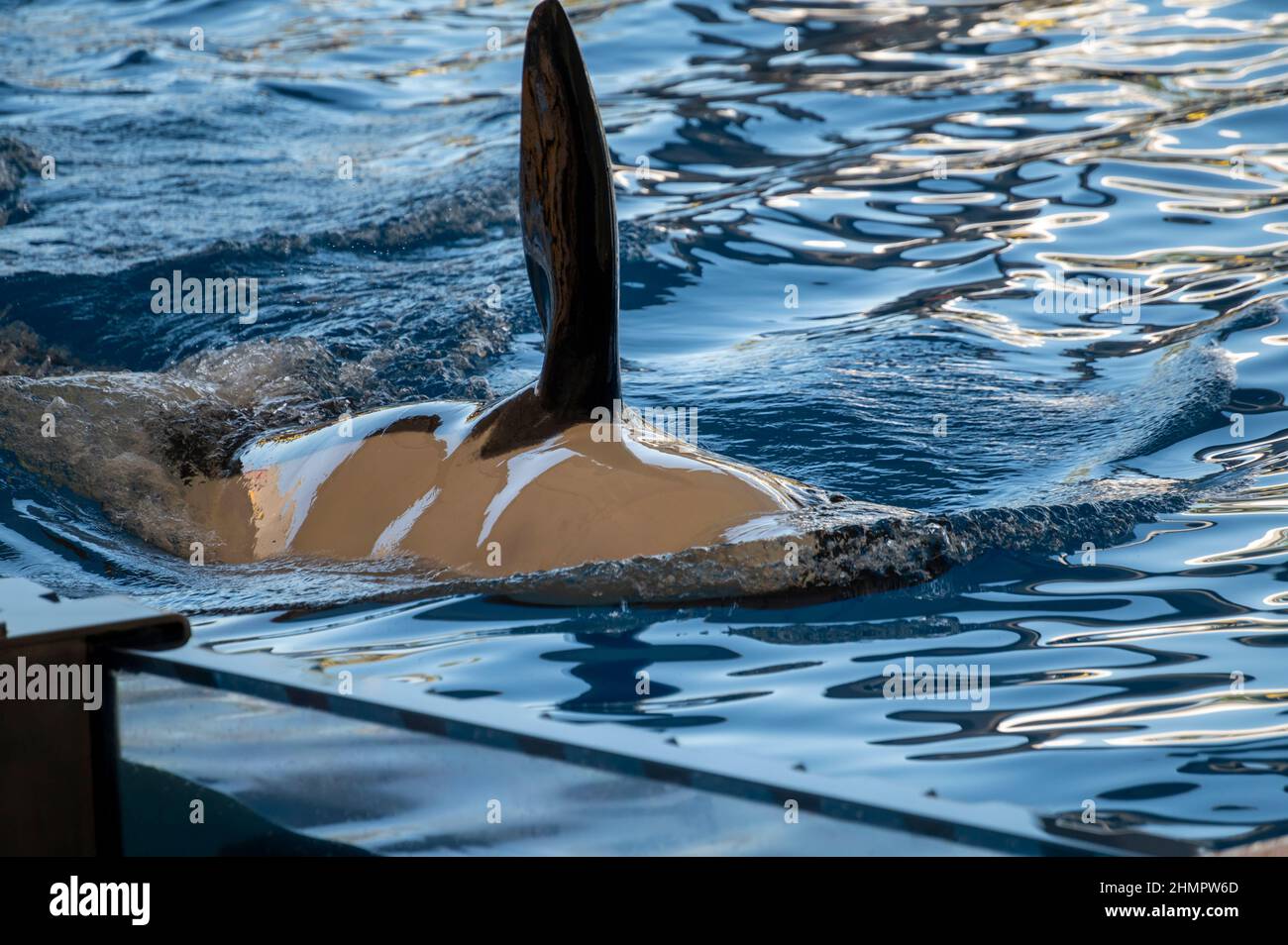 Loro park, Puerto de la Cruz, Tenerife, Canary islands, Spain, December ...