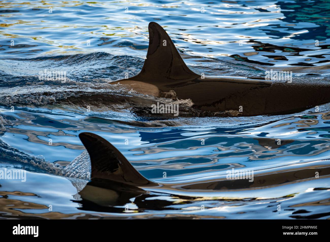 Trained big black and white orcas whales perform in blue pool in front ...