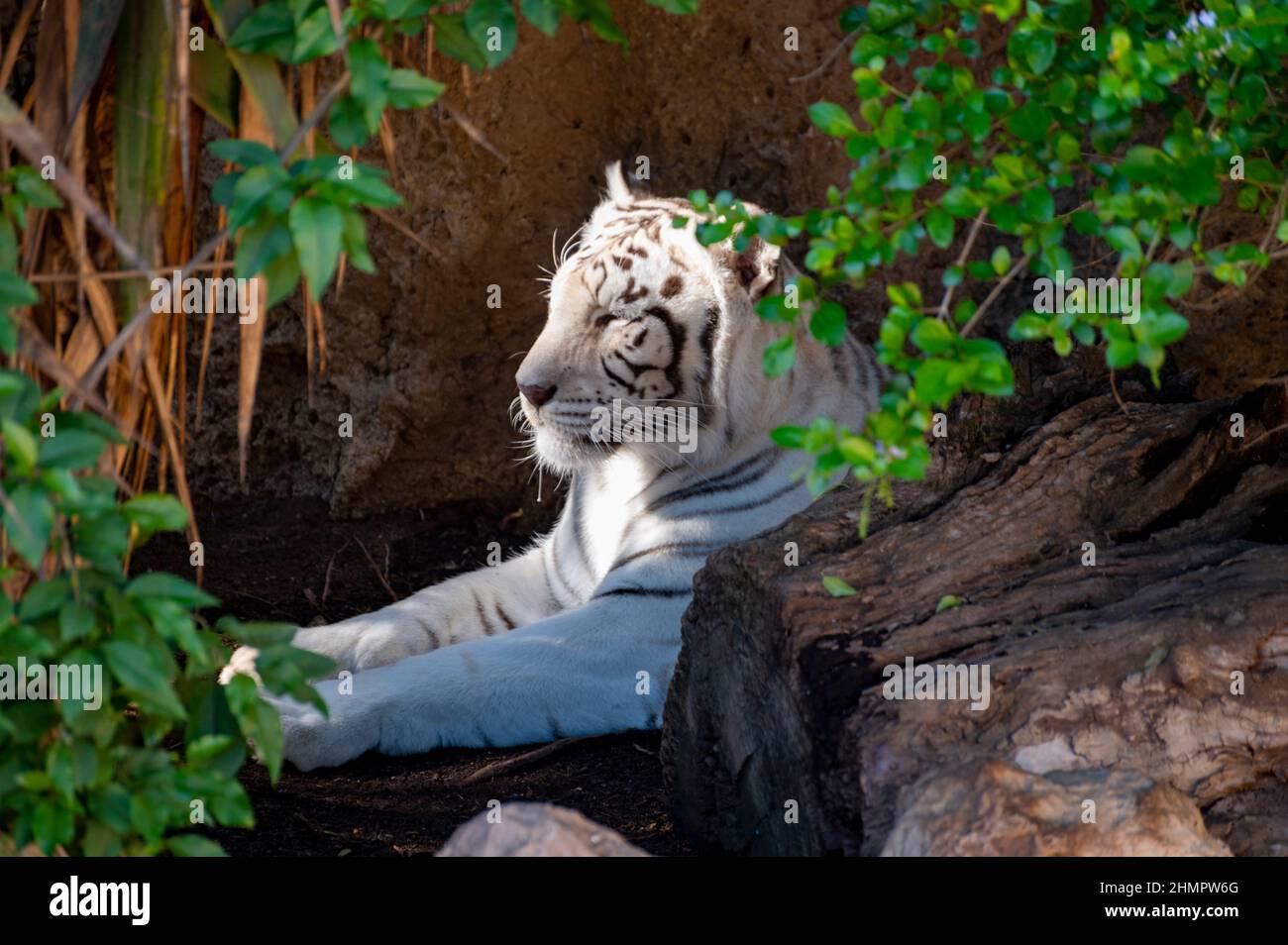 Adult white tiger wildcat esting in garden on sunlights Stock Photo - Alamy