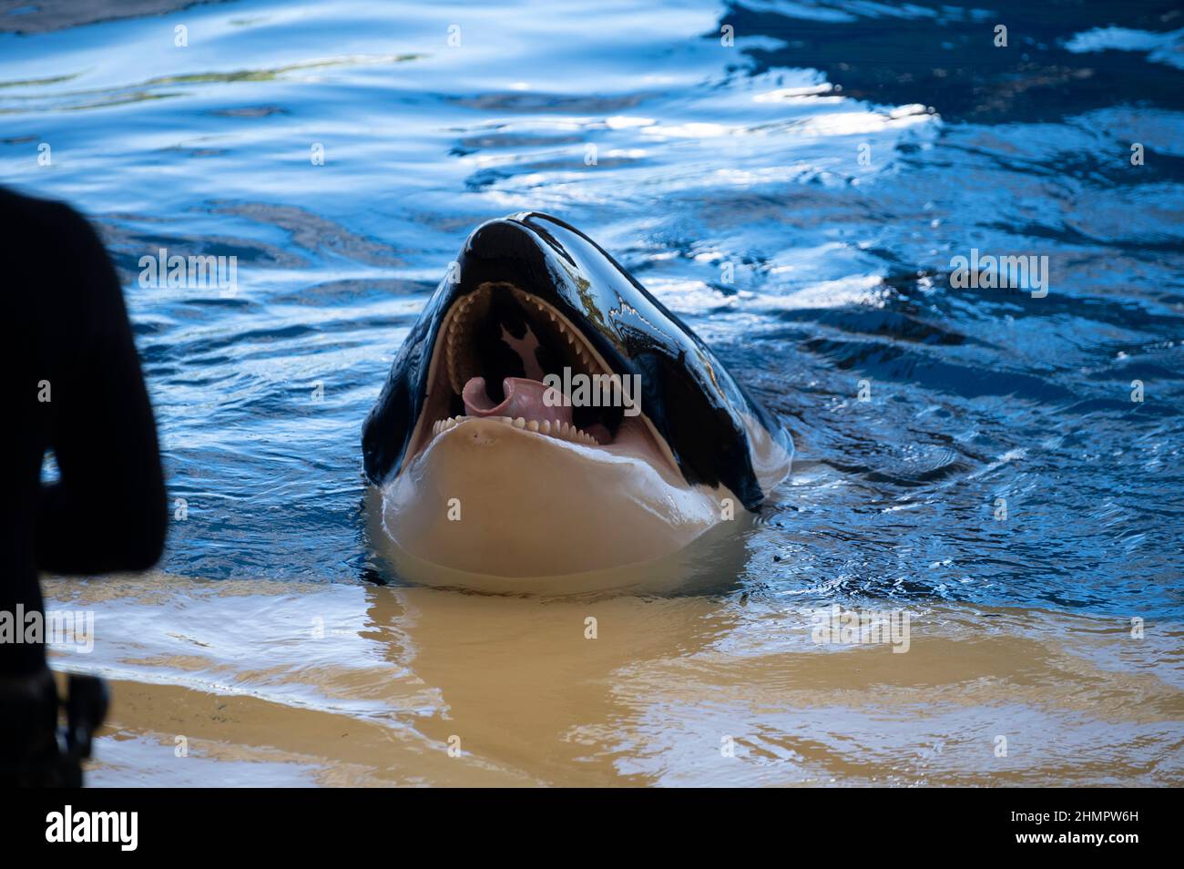 Killer whale park underwater hi-res stock photography and images - Alamy