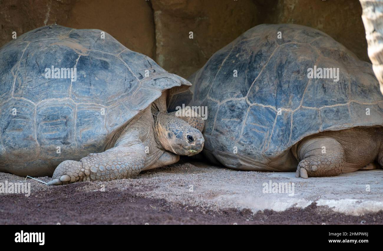 Chelonoidis niger hi-res stock photography and images - Alamy