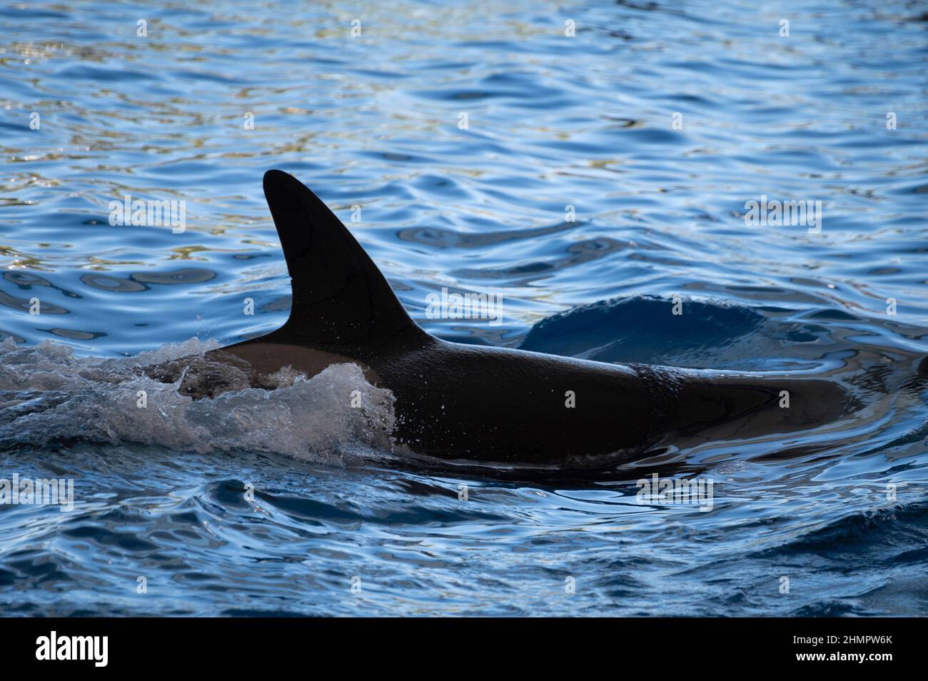 Trained big black and white orcas whales perform in blue pool in front ...