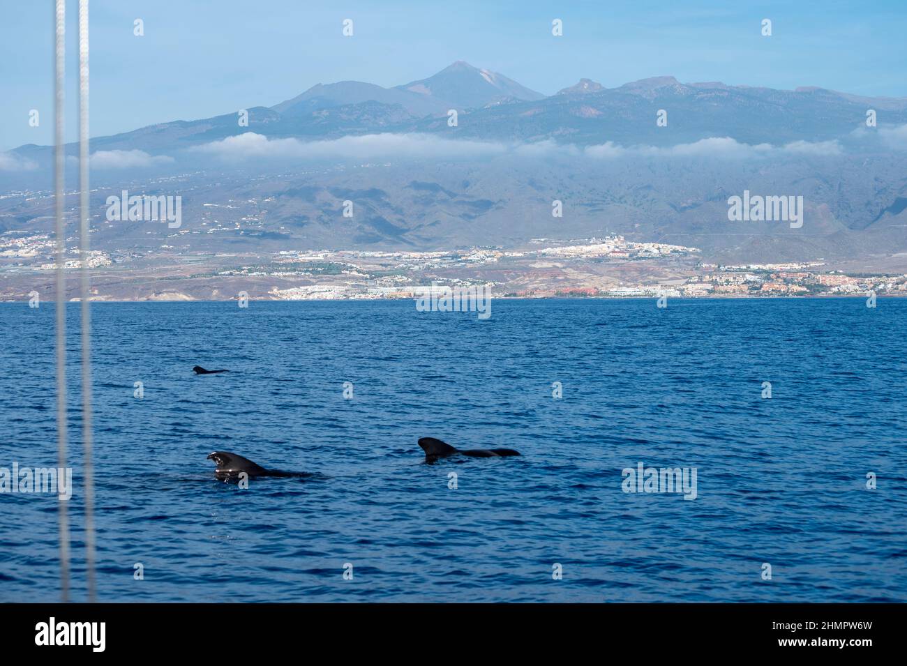 Whales watching from boat, spotted family of whales near coast of ...