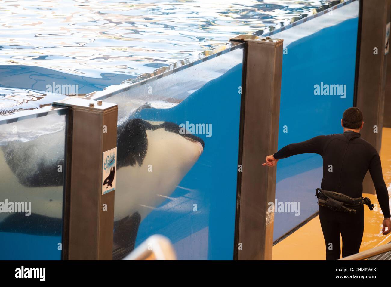 Killer whale park underwater hi-res stock photography and images - Alamy