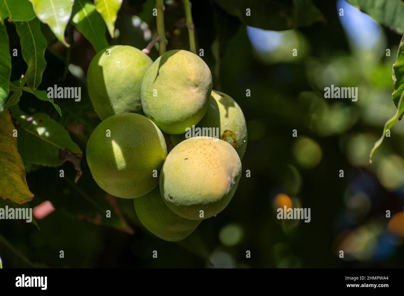 Green mangoes ripening on tree in sunny day on Tenerife close up Stock ...