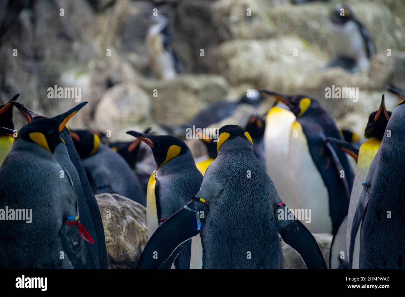 Colony of gentoo and emperor penguins sea birds in zoo Stock Photo - Alamy
