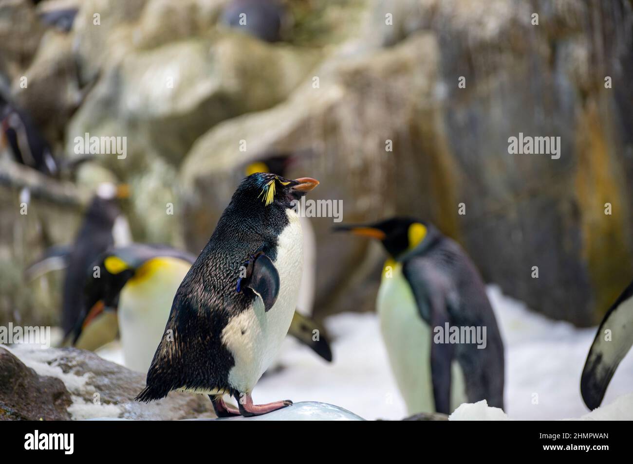 Colony of gentoo and emperor penguins sea birds in zoo Stock Photo - Alamy