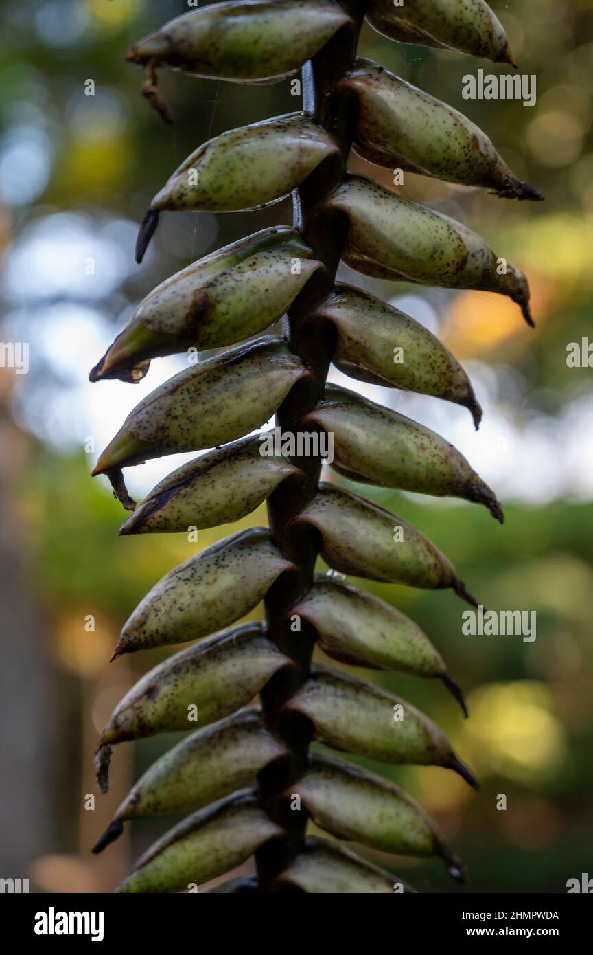 Giant tropical plant vriesea fosteriana after blossom close up Stock ...