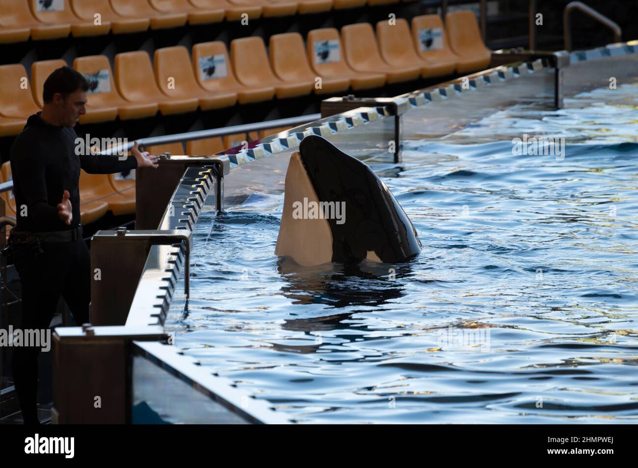 Killer whale park underwater hi-res stock photography and images - Alamy