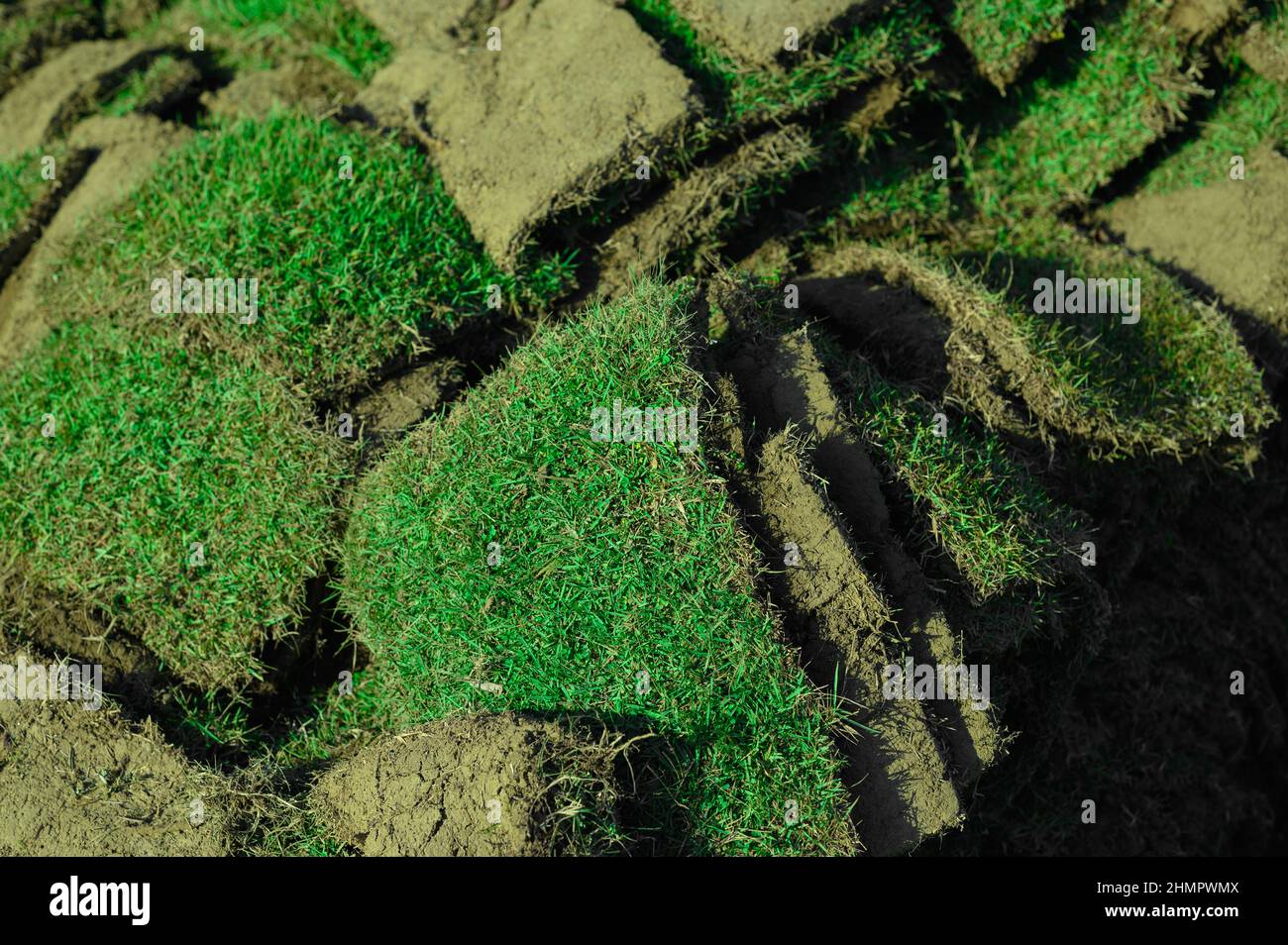 Photo shows template of green lawn grass in a roll. You can see how ...