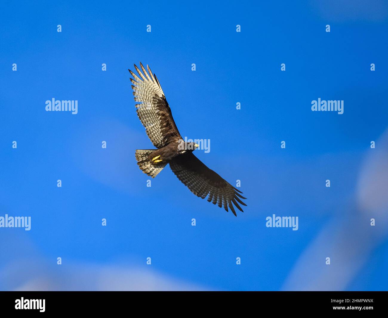 A Zone-tailed Hawk (Buteo albonotatus) flying over. San Blas, Nayarit ...