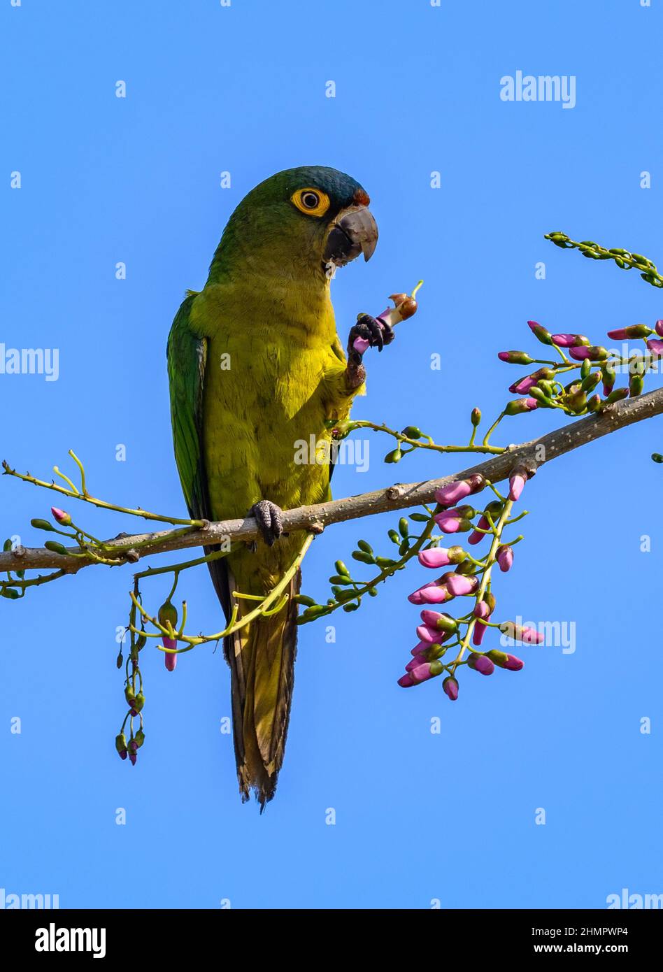 Orange Fronted Conure