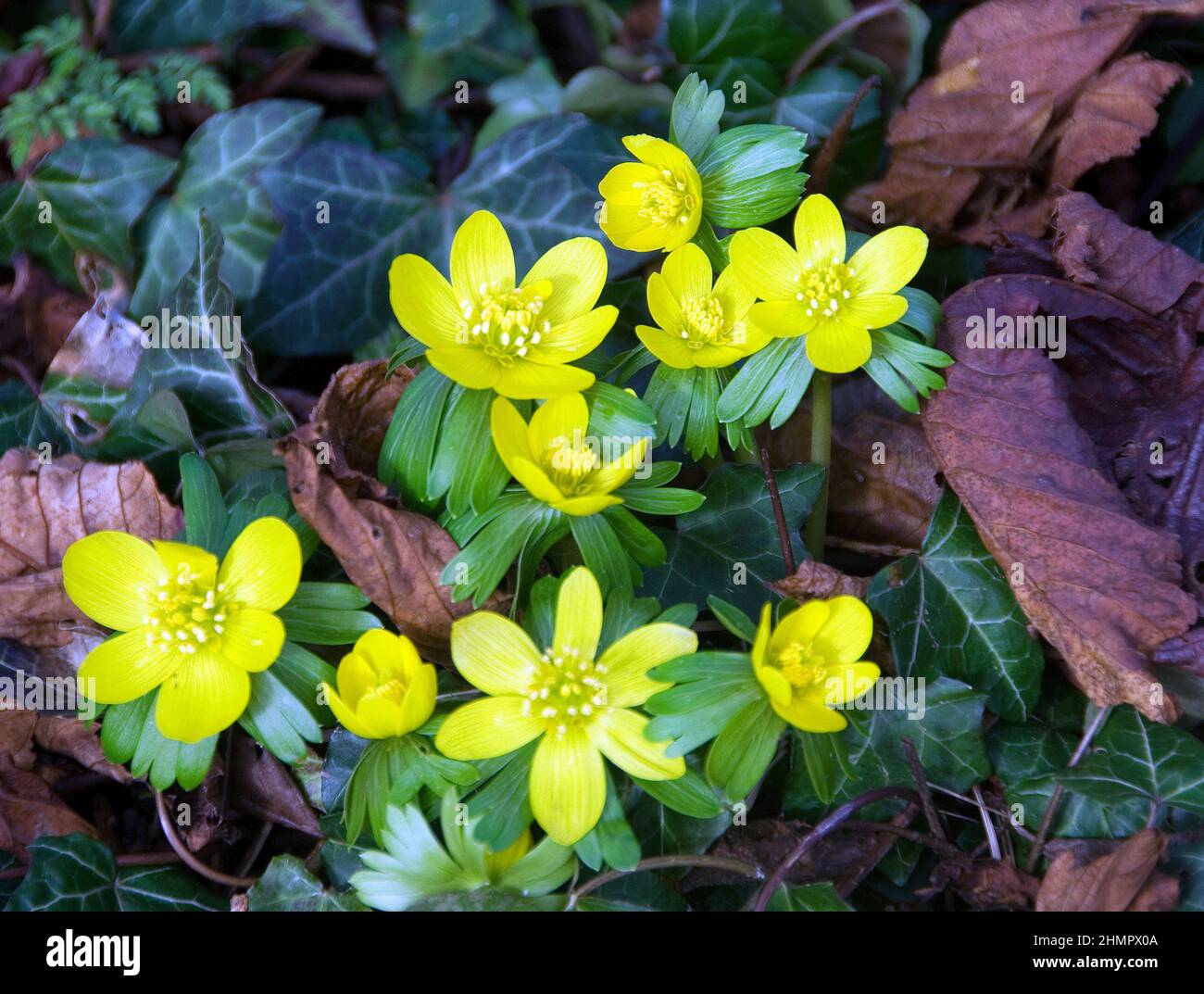Winter aconites and leaves Stock Photo - Alamy
