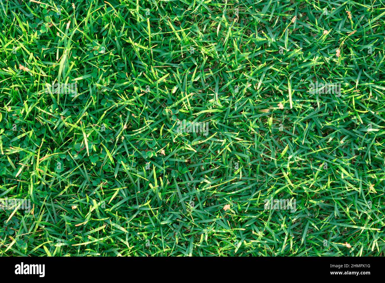 The photo shows a green lawn grass pattern. Every blade of grass is ...