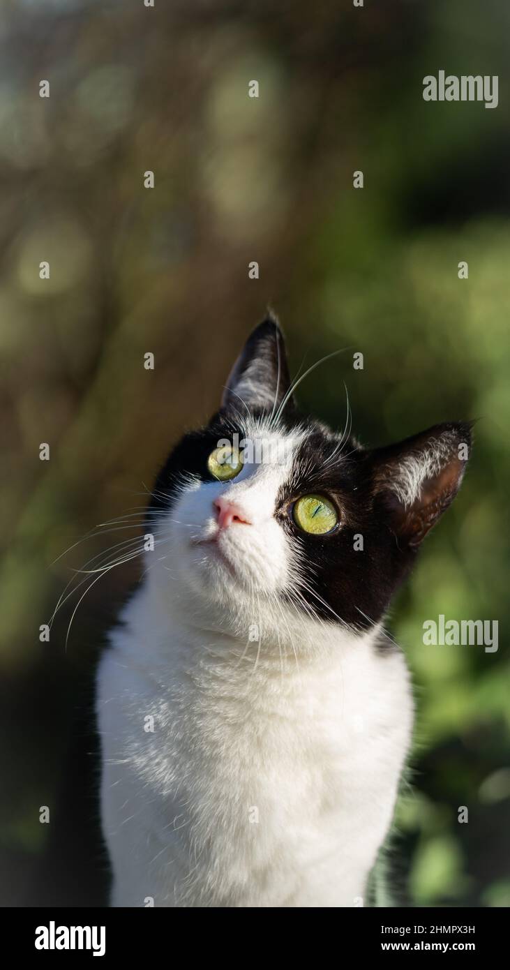 cute cat in nature Stock Photo - Alamy