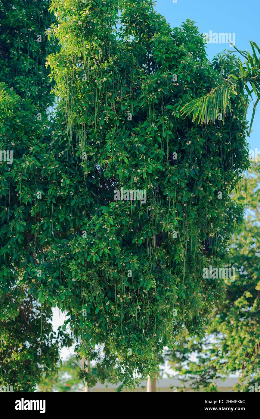 Tree with aerial roots on exotic plant. Unreal tree on wild nature ...