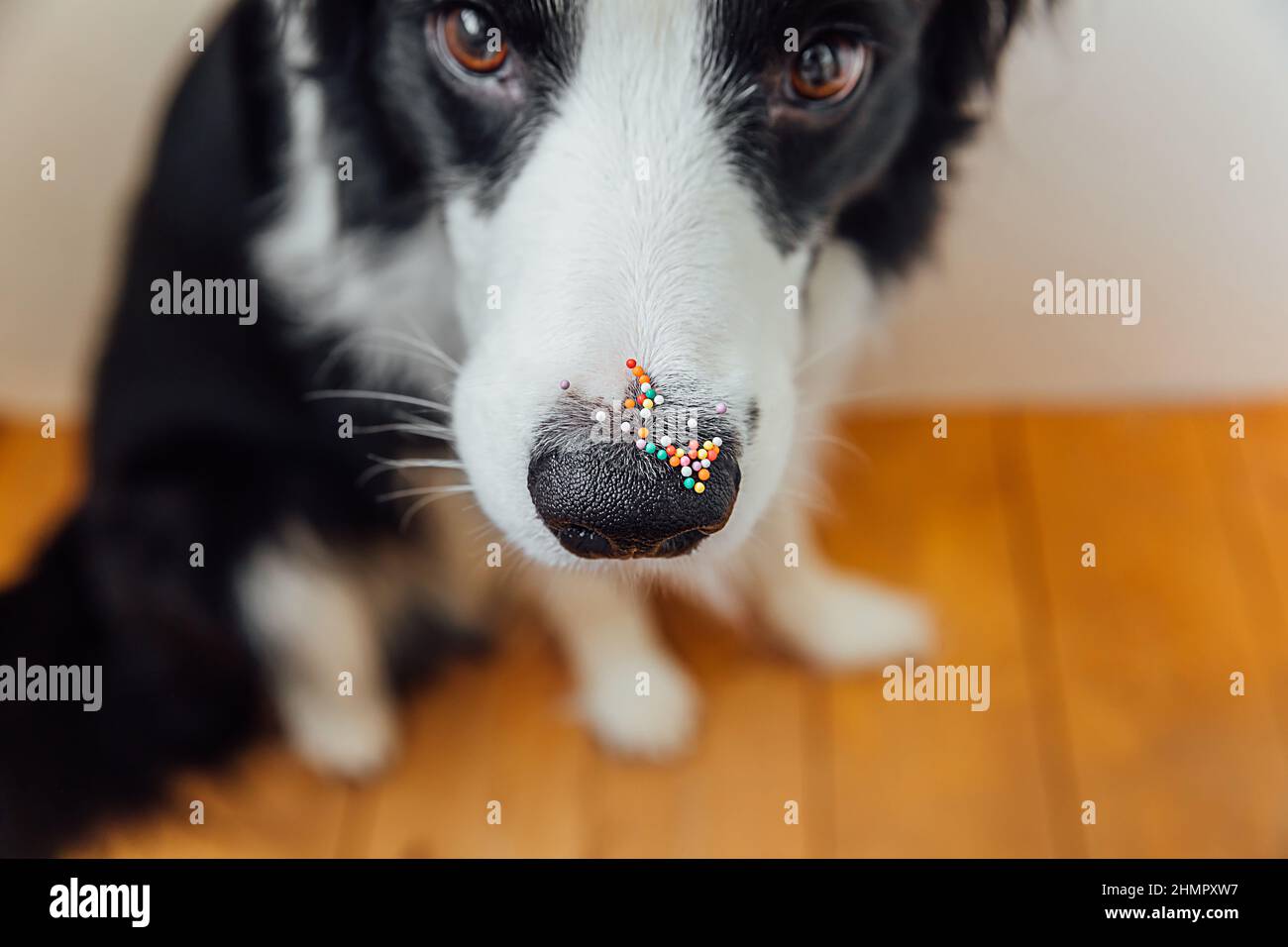 Happy Easter concept. Preparation for holiday. Cute puppy dog border ...