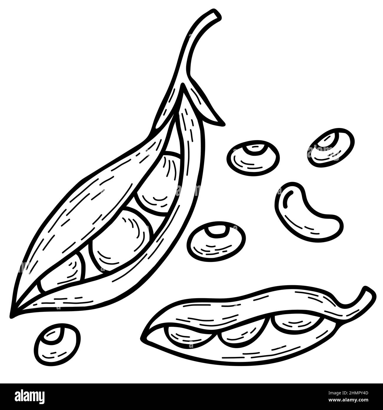 Set of vector hand drawn doodles pea plant. Beautiful vegetable pods ...