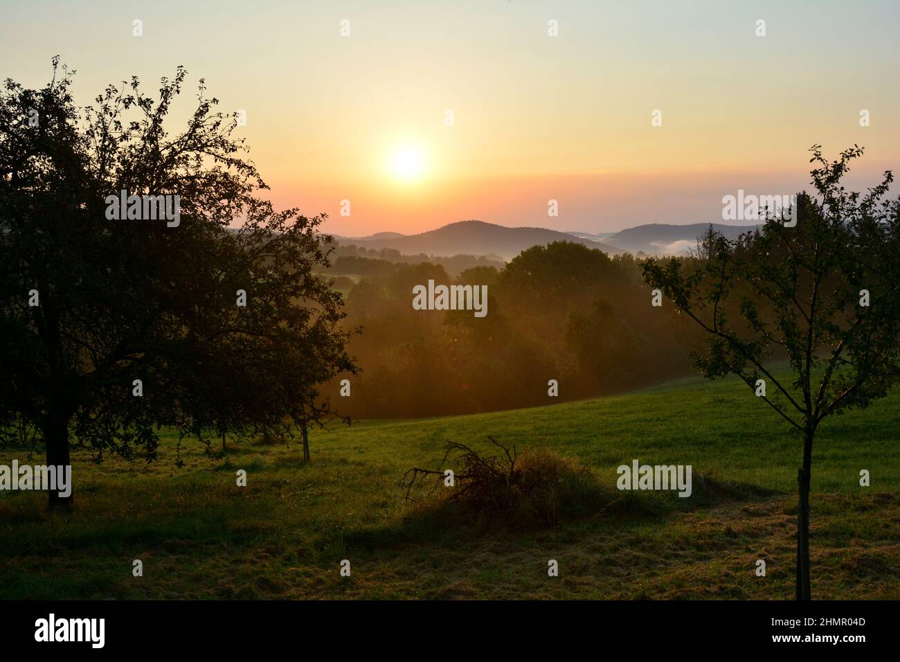 Green landscape with trees in the light of the rising sun with morning ...