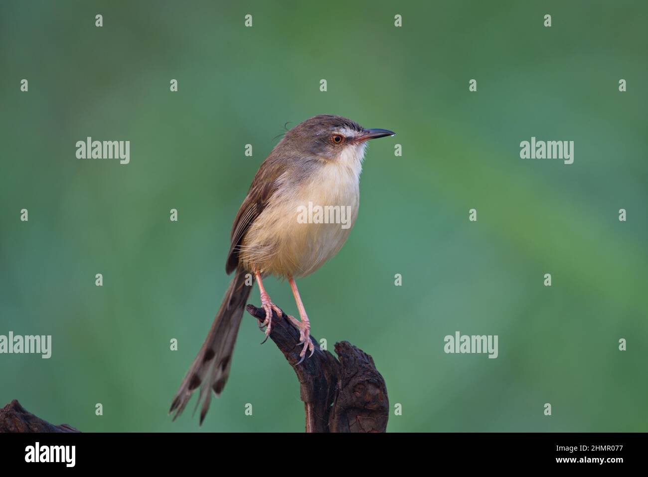 common beautiful birds of Thailand Stock Photo - Alamy