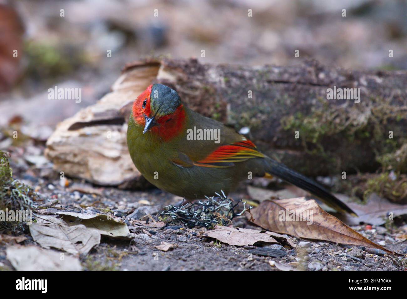 Scarlet-faced Liocichla bir Stock Photo - Alamy