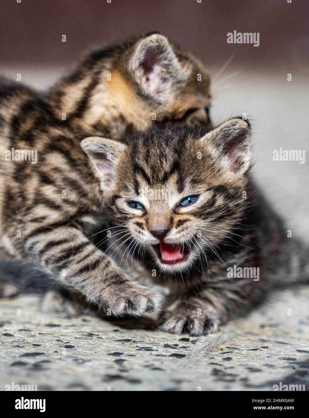 Vertical shot of little cats with blue eyes Stock Photo - Alamy