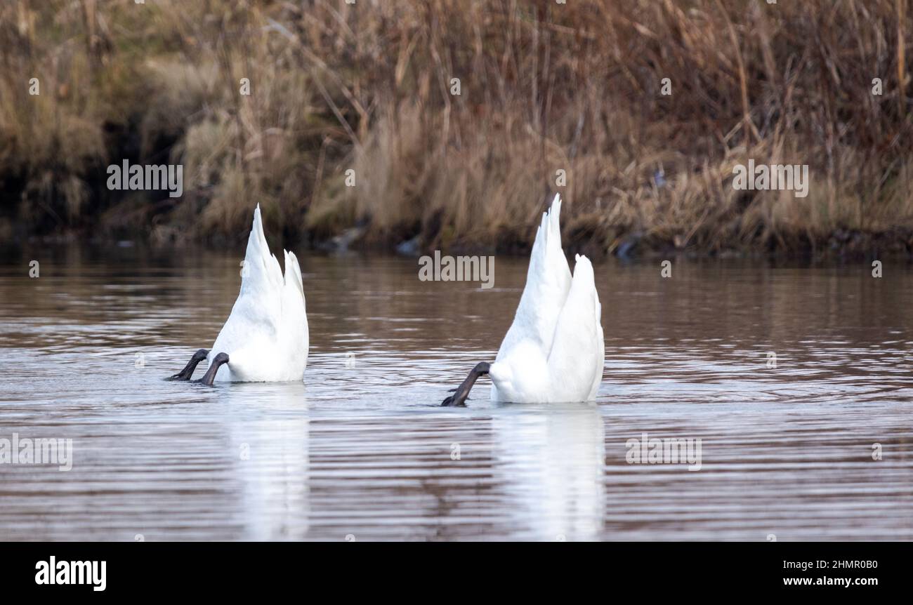 White ducks swimming on a lake Stock Photo - Alamy